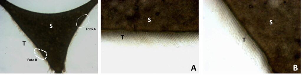 Clinical Protocol for Application of Pit and Fissure Sealant - FGM ...